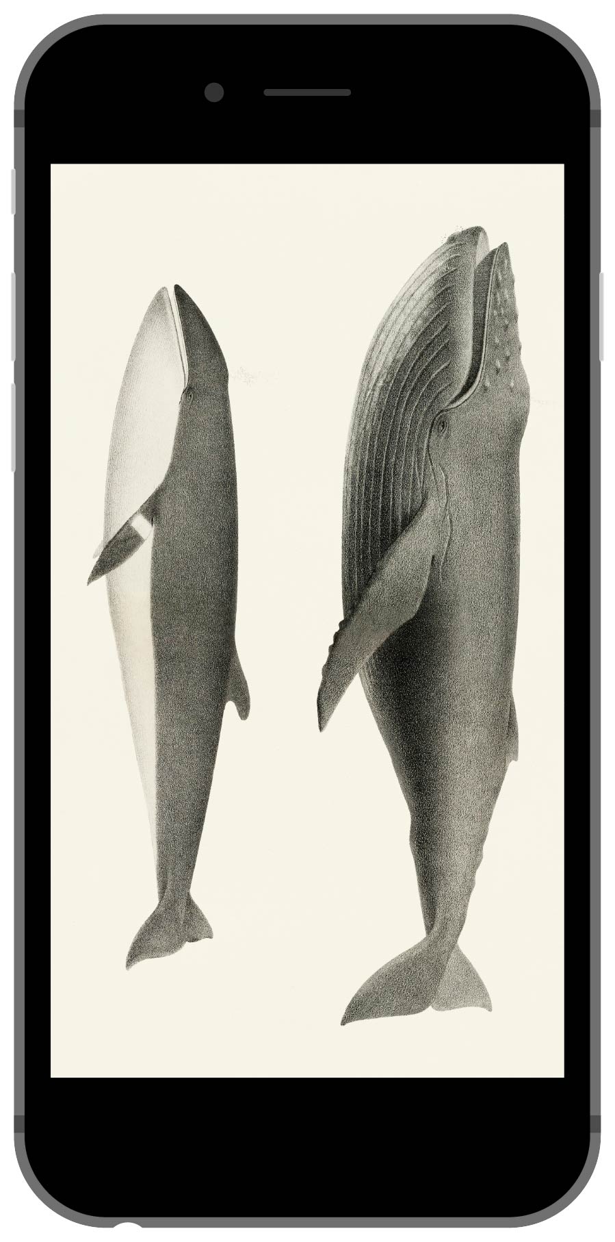 【無料壁紙】チャールズ・メルビル・スカモン「ザトウクジラとミンククジラ (1872)」 / Charles Melville Scammon ...