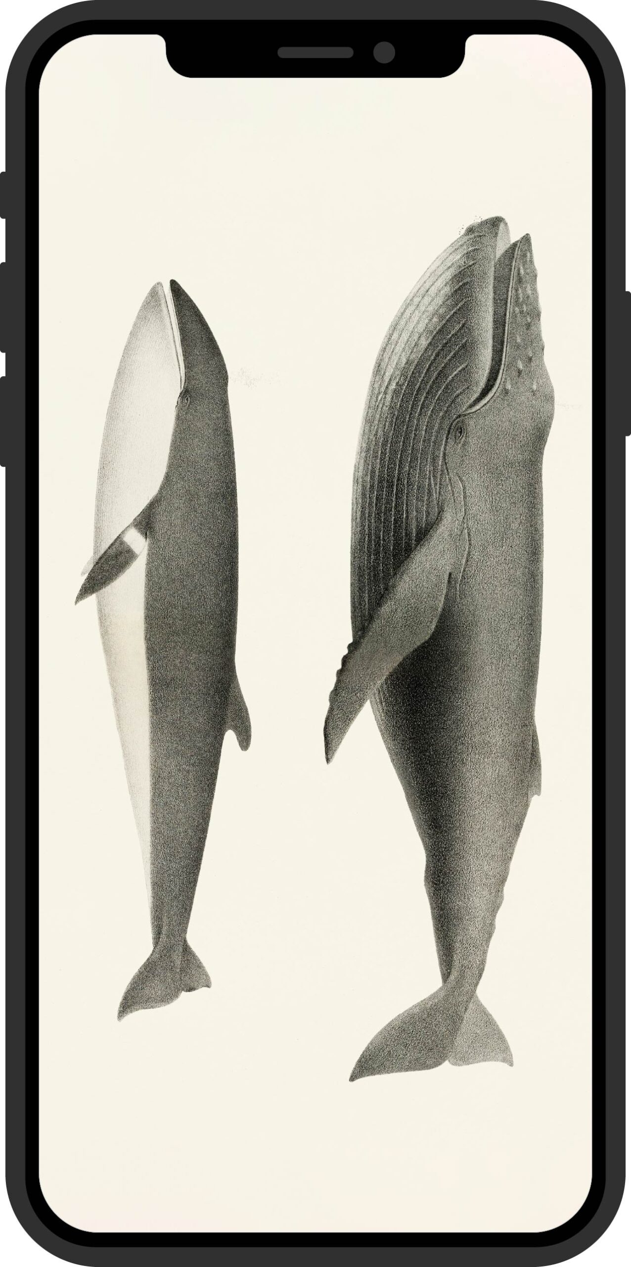 【無料壁紙】チャールズ・メルビル・スカモン「ザトウクジラとミンククジラ (1872)」 / Charles Melville Scammon ...