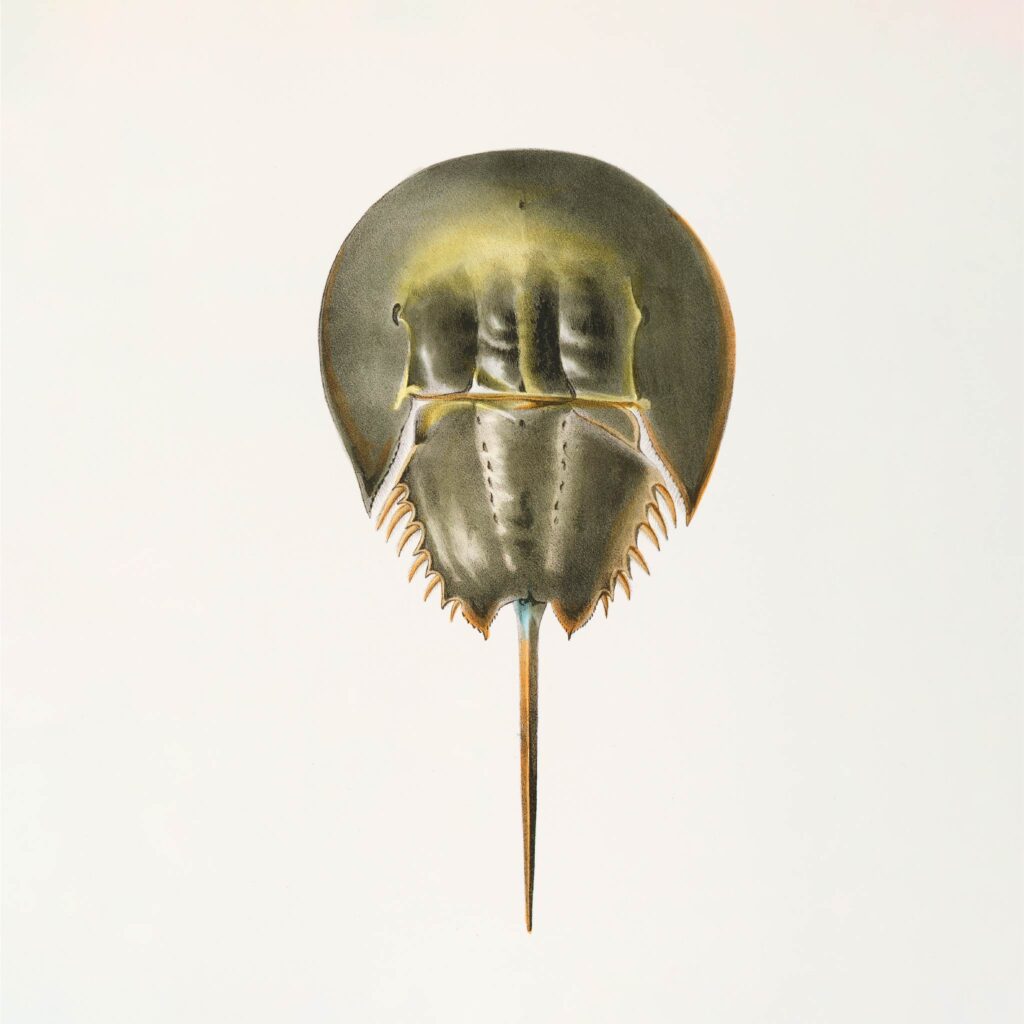 【無料壁紙】ジェームス・エルスワース・デ・ケイ_アメリカカブトガニ / James Ellsworth De Kay_Atlantic ...